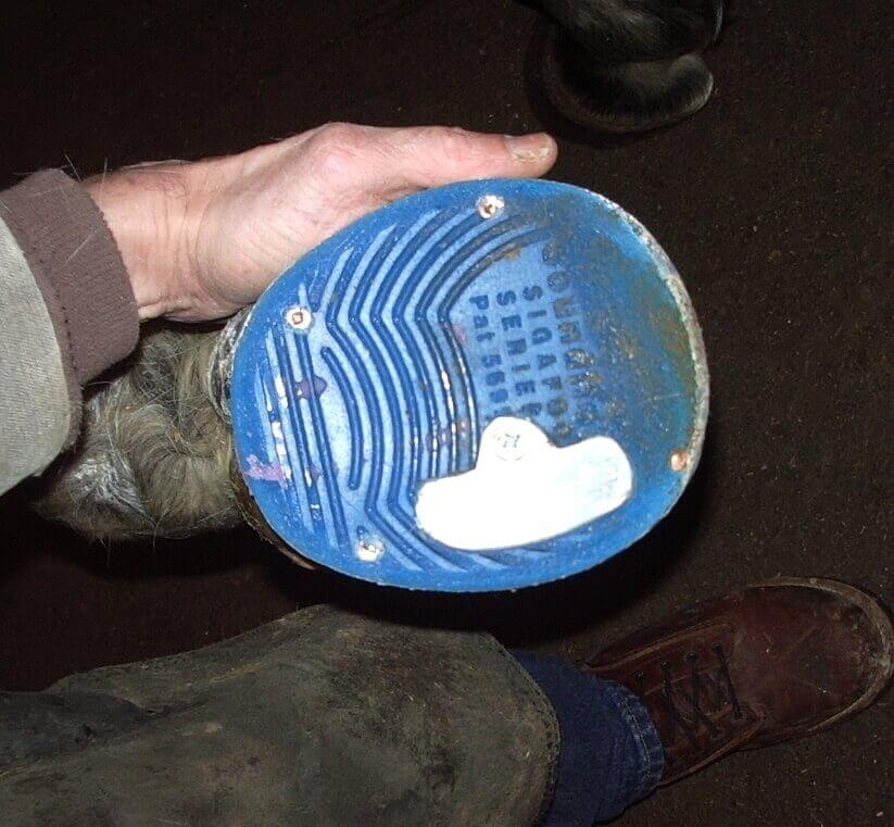 Advanced Maggot Therapy Dressings For Horses & Other Animals | Monarch Labs